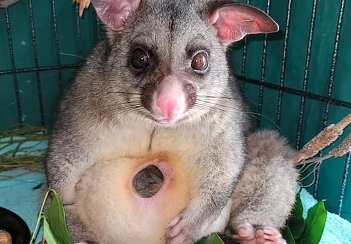 Possum & Her Joey In Quarantine After Sneaking Into WA