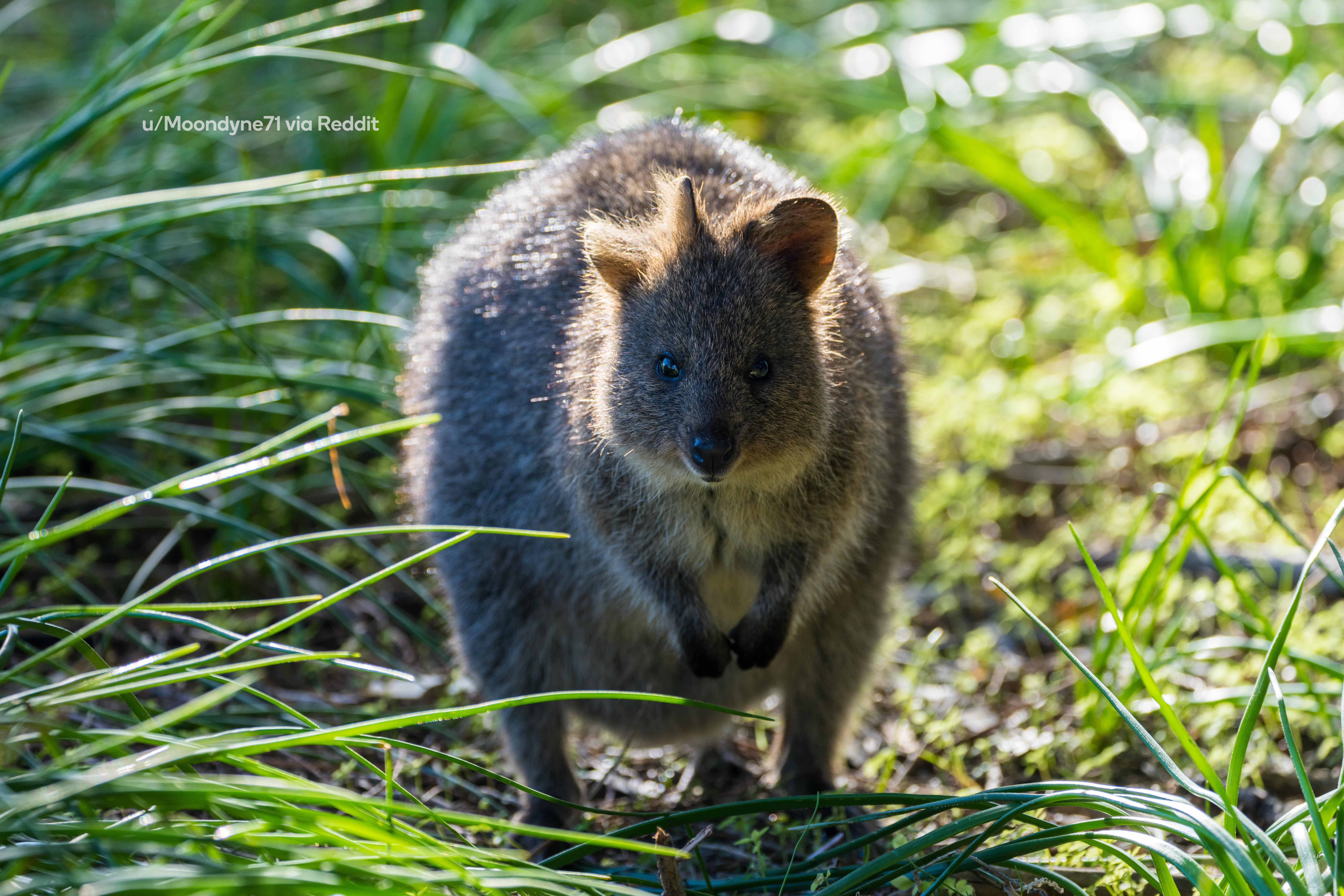 Quokka With Three Ears Spotted On Rottnest Island