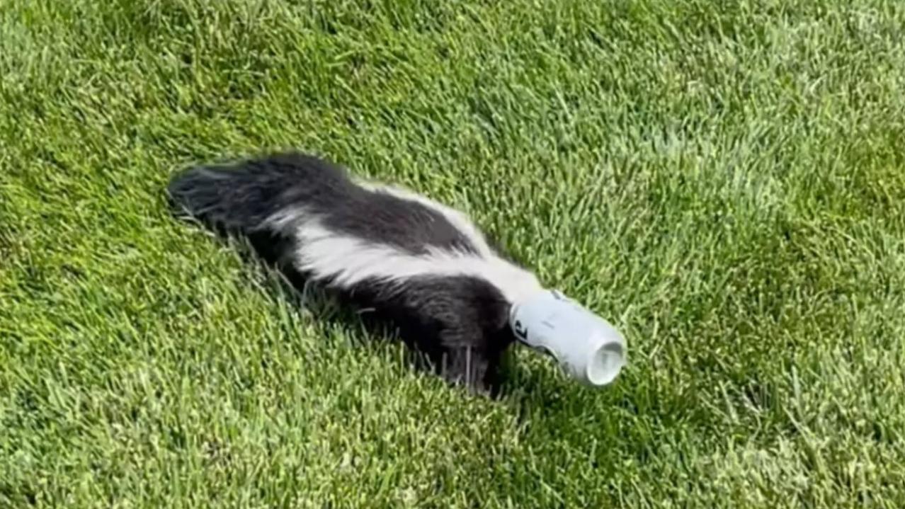 Skunk With Head Stuck In Beer Can Rescued In 'Operation: Drunk As A Skunk'