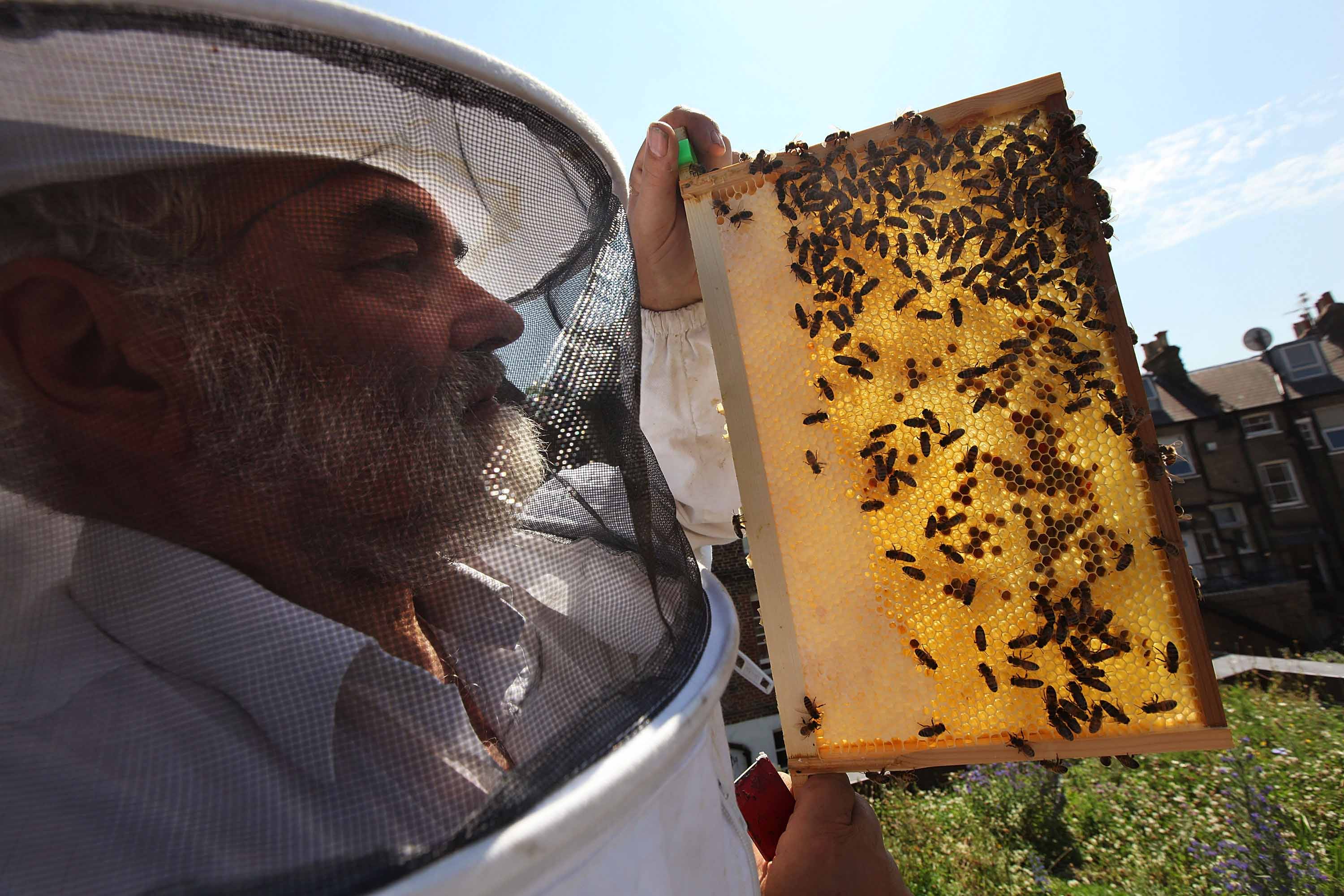 The Royal Beekeeper Has Informed The Hives That The Queen Has Died