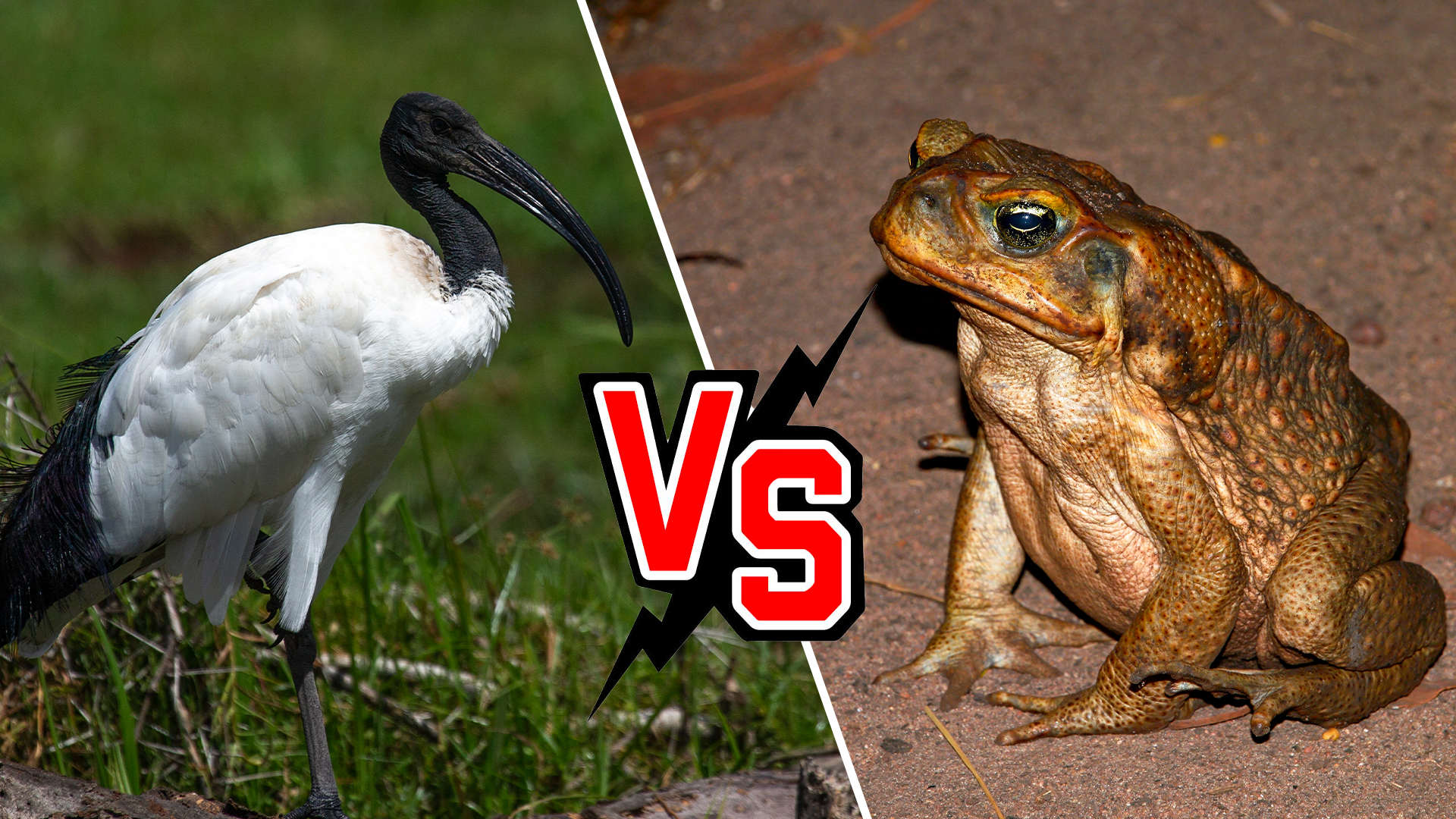 Bin Chickens Spotted Using Clever Method To Safely Eat Cane Toads