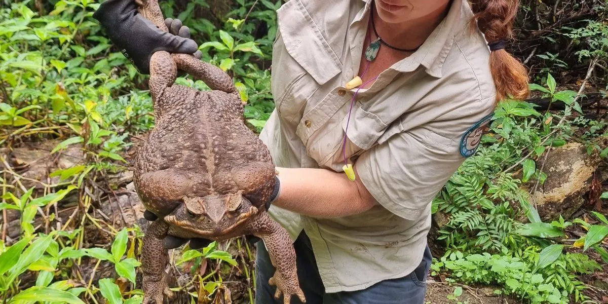 Mega Cane Toad 'Toadzilla' Found In Aussie National Park