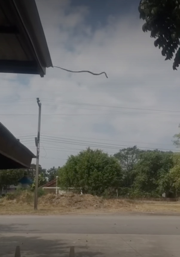 Snake Jumping Off Roof is The Most Terrifyingly Australian Thing Ever