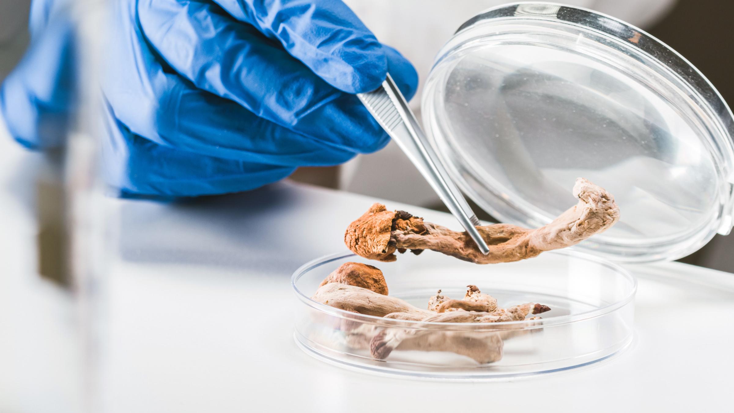 Australian Medical Regulator Relaxes Rules Over Two Mind-Altering Drugs