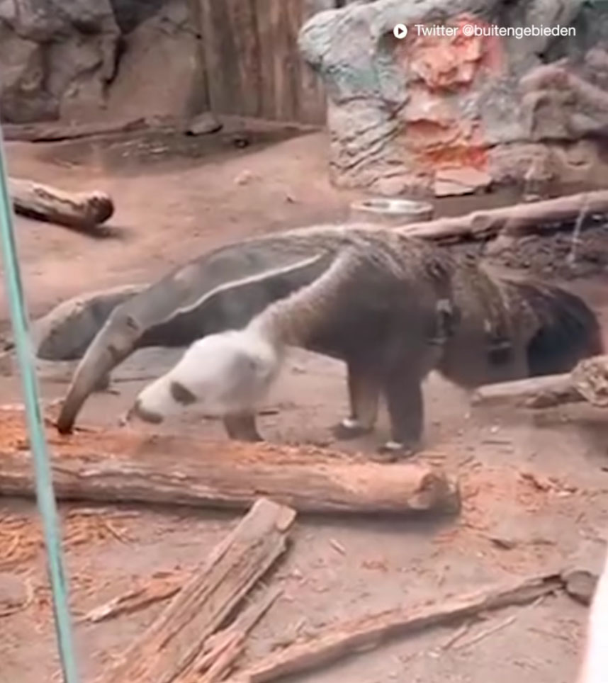 This 'Two-Headed' Creature Will Totally Mess With Your Head