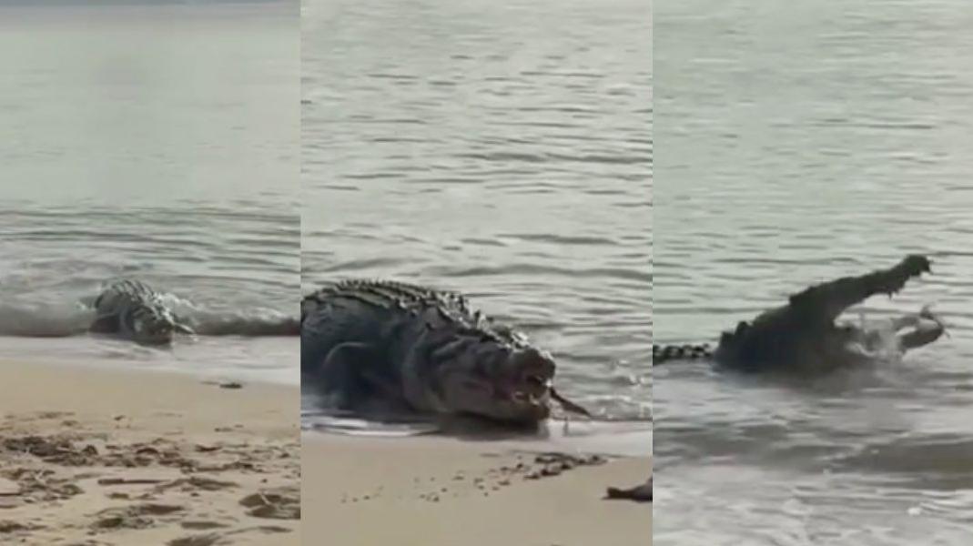 Woman's Shark Catch Gets Snapped Up By Huge Croc Because Straya
