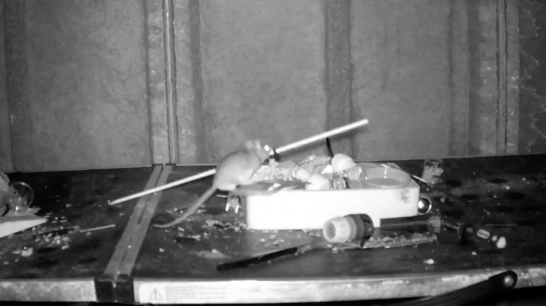 Mouse with Obsessive Cleaning Habits Cleans Man’s Shed Every Night