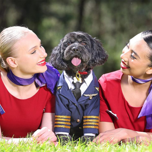Mega Cane Toad 'Toadzilla' Found In Aussie National Park